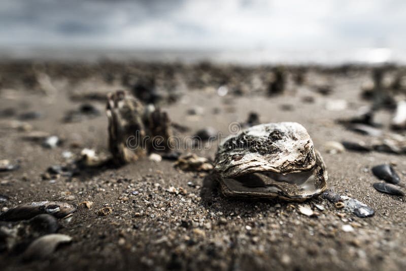 Shell on a Mussel Bed on Sylt Island Germany on a Cloudy Day Stock ...