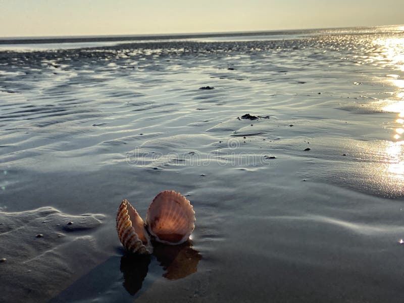 Shell Open on Beach Landscape View at Low Tide Exposing Flat Sand with ...