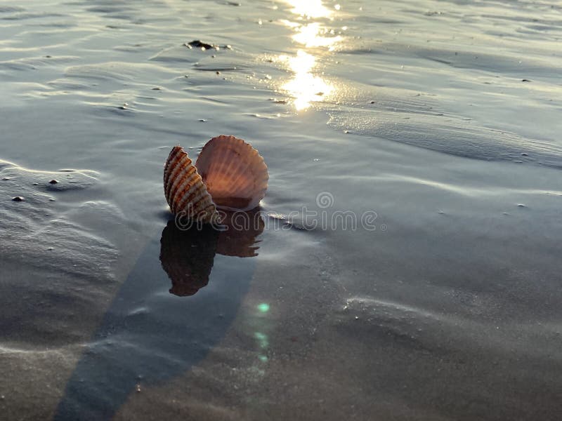Shell Open on Beach Landscape View at Low Tide Exposing Flat Sand with ...