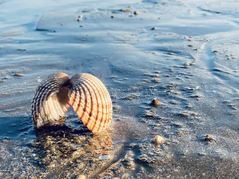 Shell Open on Beach Landscape View at Low Tide Exposing Flat Sand with ...