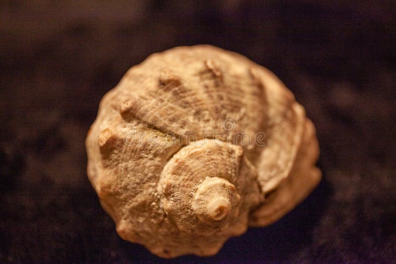 Shell photo stock photo. Image of organ, sculpture, shooting - 254051614