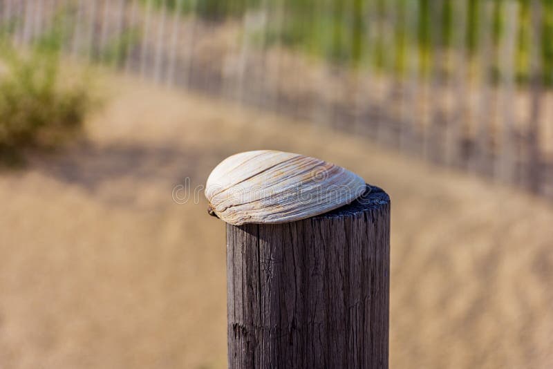 Shell on Post stock photo. Image of marine, wooden, seashell - 141950956