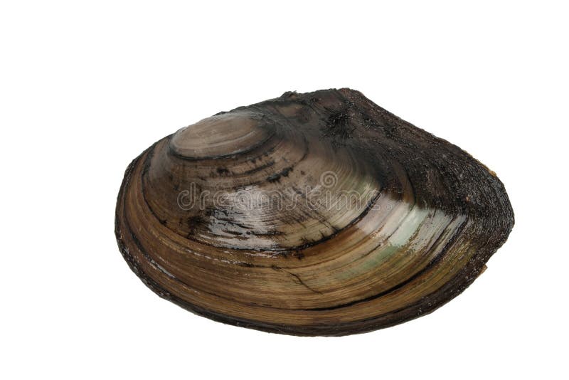 Shell on the river bank. stock image. Image of coast - 78377275