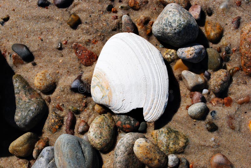 Shell among Rocks stock image. Image of shells, molusk - 196257525
