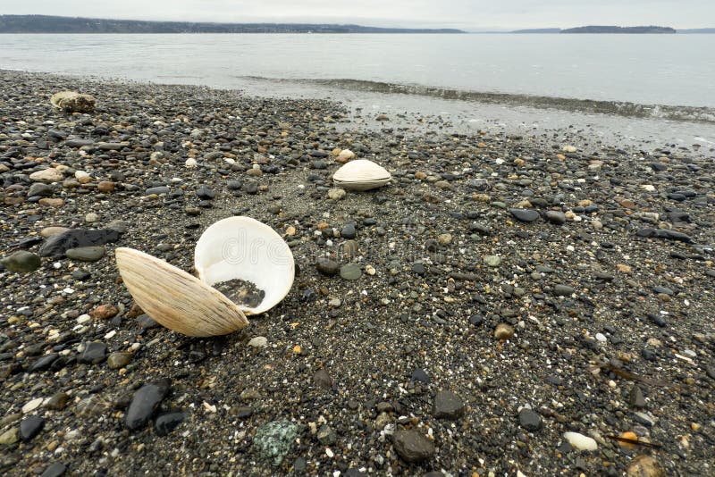 Shell on Rocky Beach on a Quite Day with a Small Wave Stock Image ...