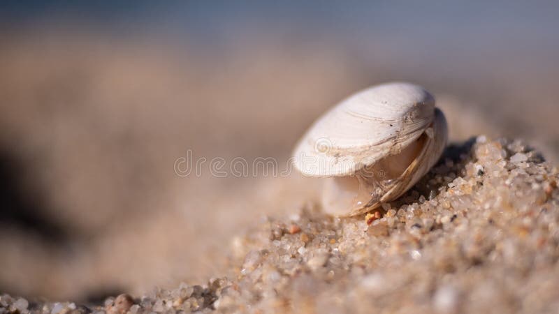 Shell in the Sand on Sandy Beach. Soft Focus, Shallow Depth of Field ...