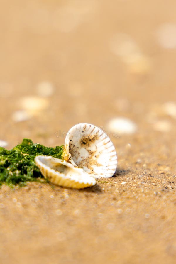 Shell on the Sandy Beach Washed Up on Shore Stock Image - Image of wild ...