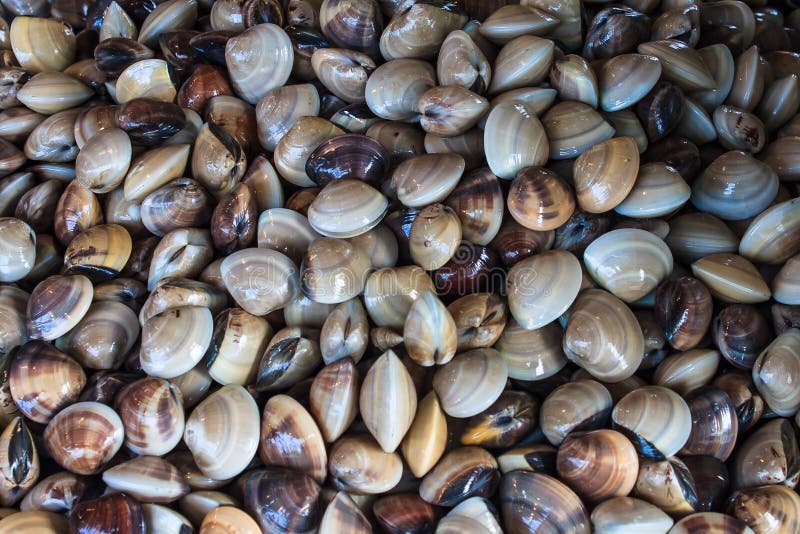 Shell stock image. Image of freshness, detail, closeup - 31697249