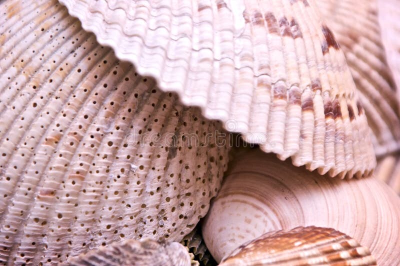Shells stock image. Image of rippled, close, shells, stacked - 13119823