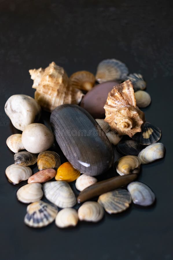 Shells . aquarium kit . stock image. Image of maritime - 380917349