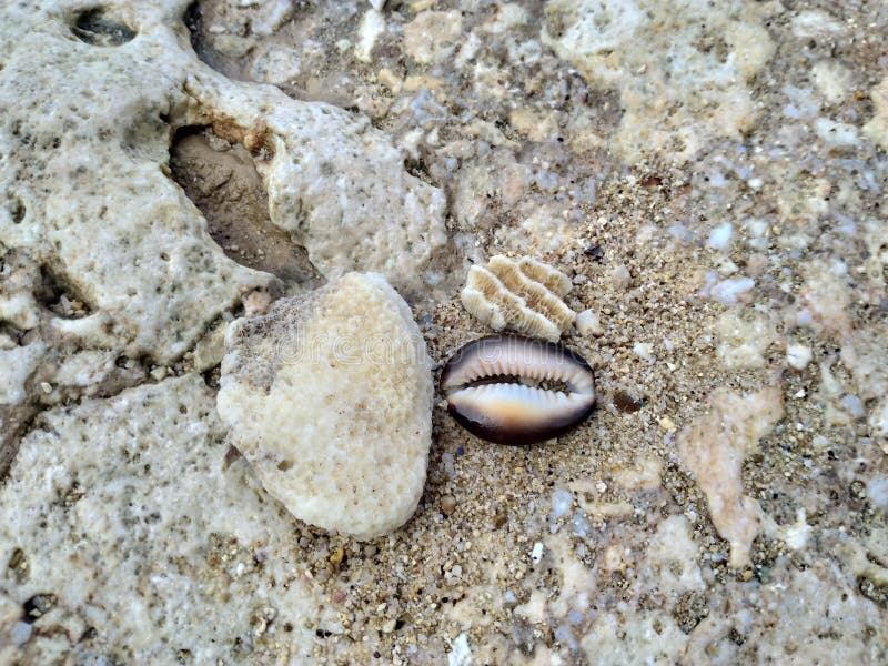 Shells and Dead Coral on the Beach Stock Image - Image of sand, soil ...