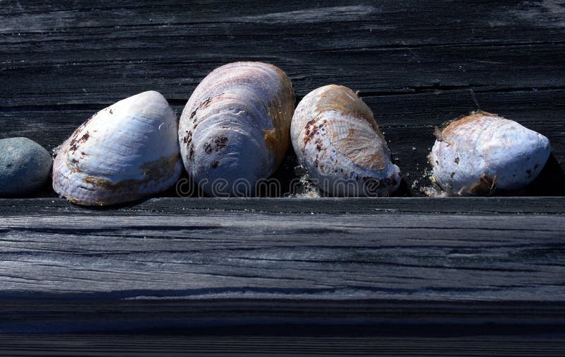 Line stock photo. Image of beach, animals, shells, lined - 196257232