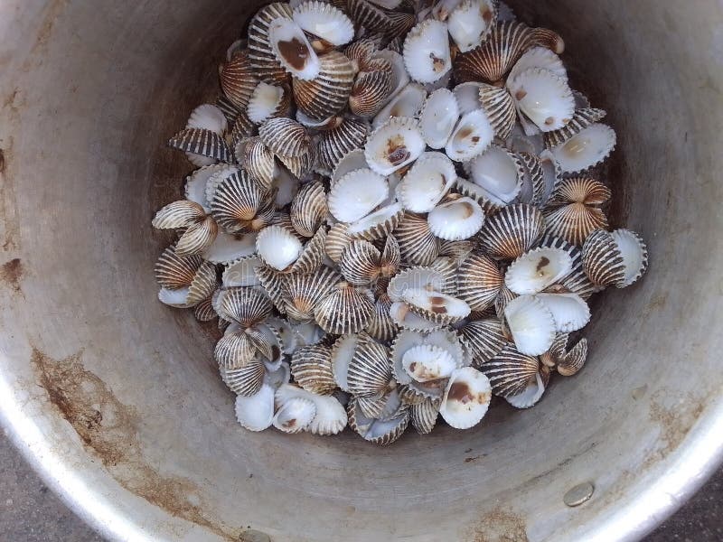 Shells in the pan stock image. Image of cuisine, shells - 345367321