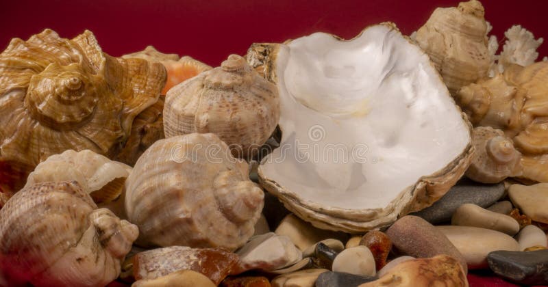 Shells on Sea Rocks Surrounded by Sea Shells. Close-up Stock Image ...