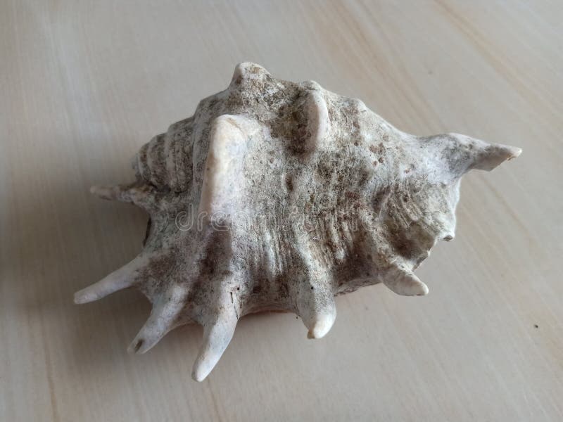 Shells Visible from the Outside Stock Image - Image of wood, animal ...