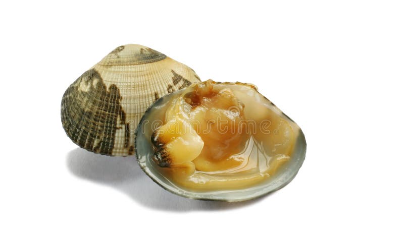 Single Cooked Open Dog Cockle Stock Photo - Image of market, detail ...
