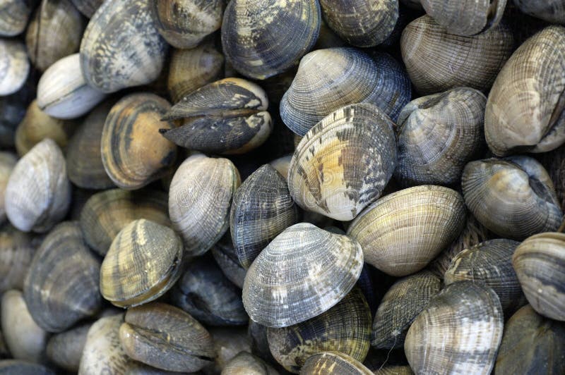 stock image. Image of fish, health, shell, freshness - 214084345