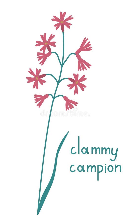Clammy Campion Illustration Stock Vector - Illustration of carnation ...