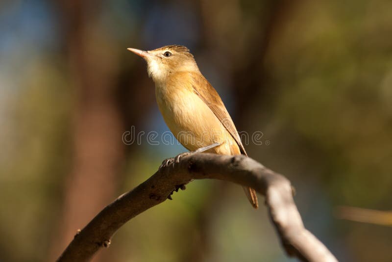 Reed Warbler with Dragonfly Stock Photo - Image of beige, natural: 56821994