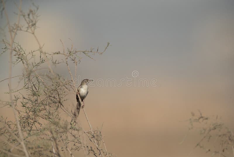 Clamorous Reed Warbler or Acrocephalus Stentoreus Observed Near ...