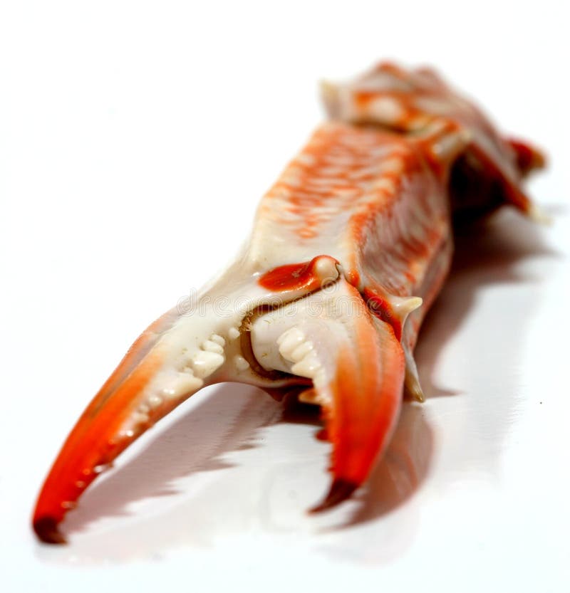 Clamp stock image. Image of meal, marine, dinner, animal - 10480113