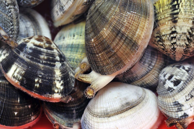 Shellfish stock photo. Image of tropical, food, marine - 18981808