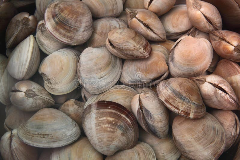 Clams stock photo. Image of food, water, marine, menu - 16661132