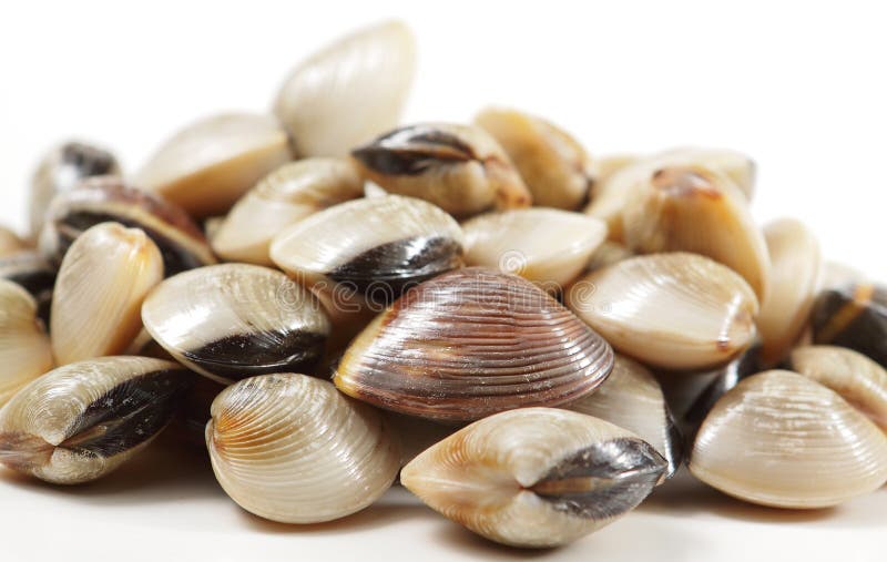 Clams stock image. Image of shell, fresh, detail, meal - 25468109