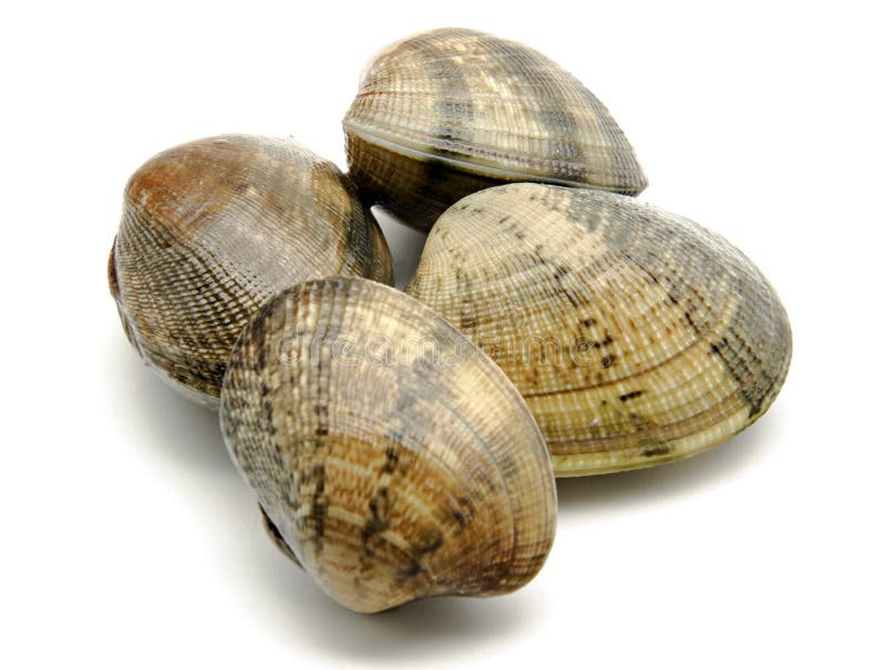 Mangrove Swamp Lokan Clams Isolated Stock Photo - Image of close ...