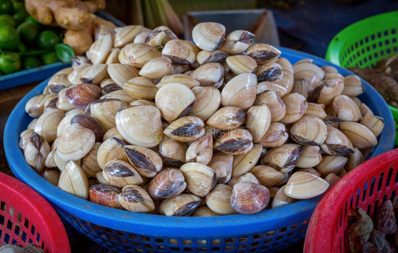 Clams stock image. Image of shellfish, bucket, pail, caldron - 27262209