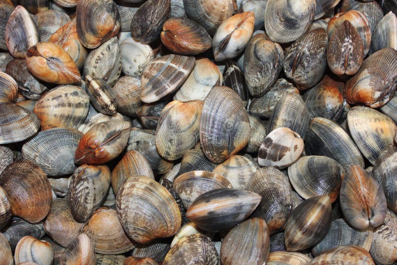 Baby clams stock photo. Image of healthy, kitchen, linguini - 21050684