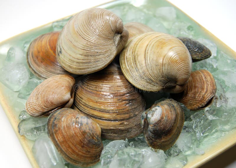 Clams stock photo. Image of bivalve, shellfish, shell - 5199932