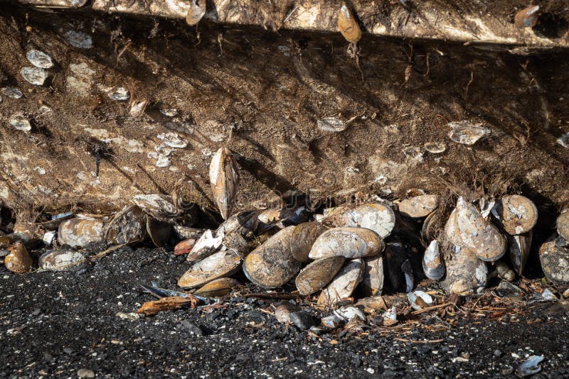 127 Barnacles Hull Stock Photos - Free & Royalty-Free Stock Photos from ...