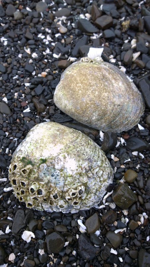 Clams on the rocks stock photo. Image of newport, california - 56218012
