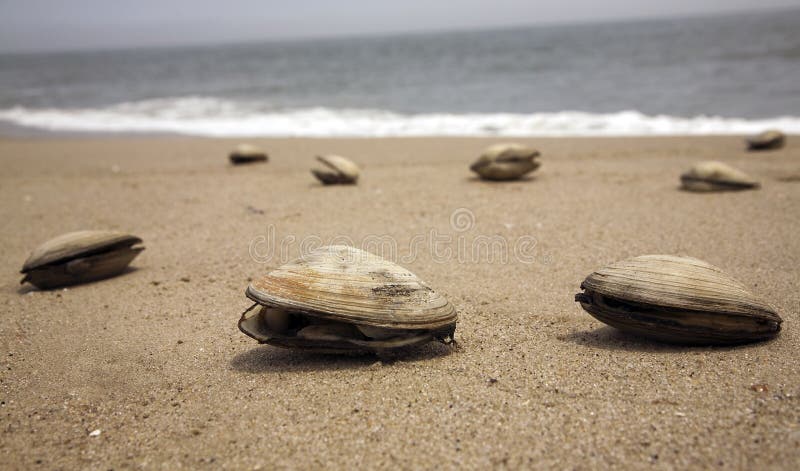 Clams on a beach stock photo. Image of coast, sand, freshness - 10834236