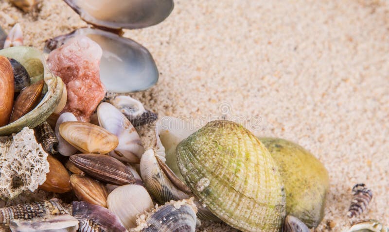 Clams on Beach Sand VI stock photo. Image of coast, pattern - 40302630