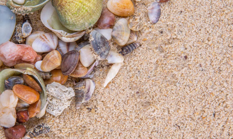 Clams on Beach Sand IX stock image. Image of silica, marine - 40302697