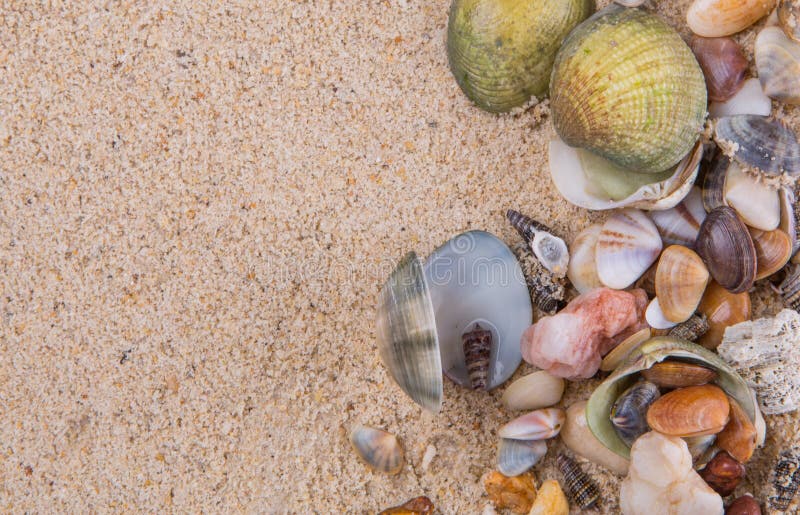 Clams on Beach Sand IX stock image. Image of silica, marine - 40302697