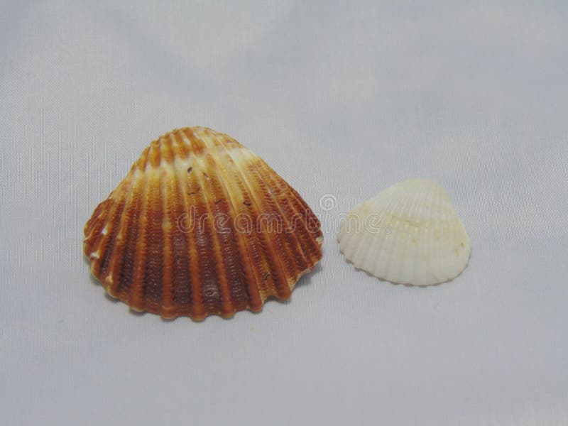 Clams. stock image. Image of lunch, group, fresh, mollusk - 116488837