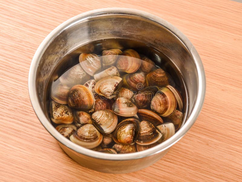Clams in water stock photo. Image of closed, hard, focus - 24379064
