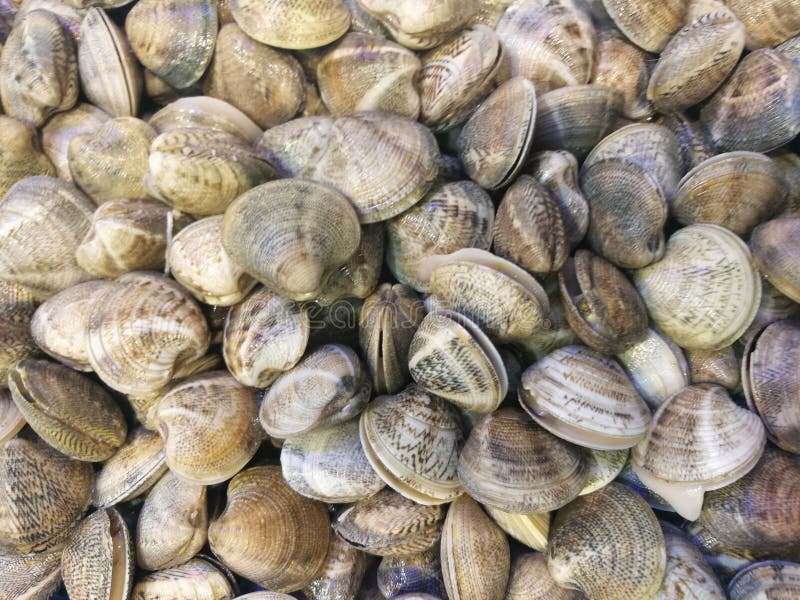 Clams in fish market stock image. Image of heap, abstraction - 101242805