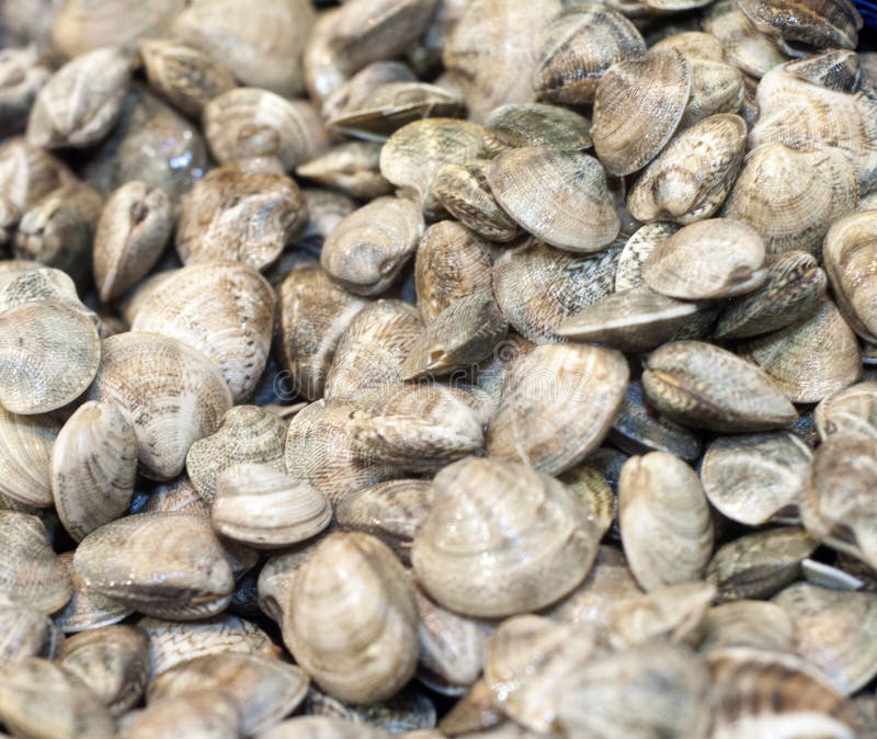 Clams in fish market stock photo. Image of display, oyster - 79966722