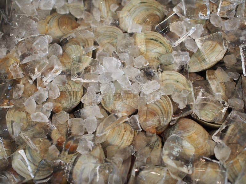 Clams stock image. Image of island, caught, fishermen - 41814689