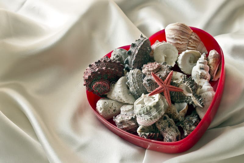 A clams heart stock image. Image of shell, passion, daisy - 29417799