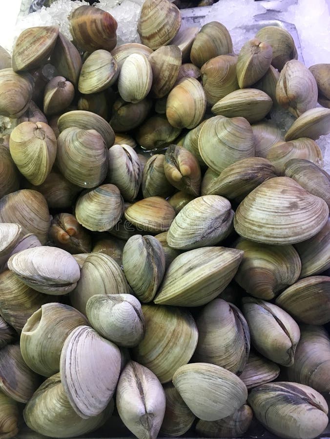 Clams on ice at market stock photo. Image of shellfish - 116220938