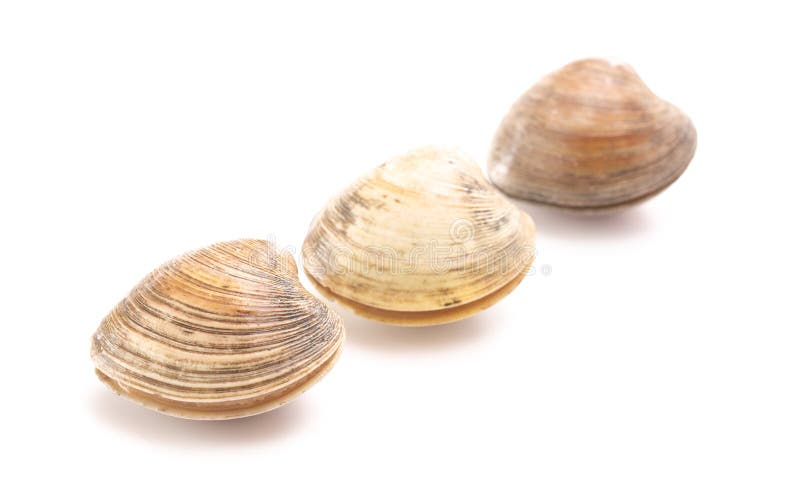 Clams on a White Background Stock Photo - Image of healthy, isolated ...