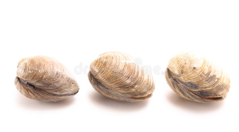 Clams on a White Background Stock Image - Image of food, saltwater ...