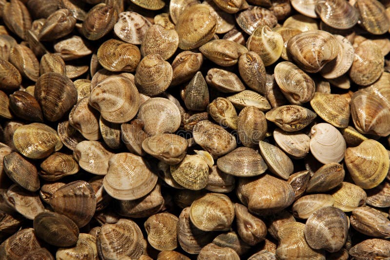Clams pile stock photo. Image of shell, crustacean, mollusk - 31389694