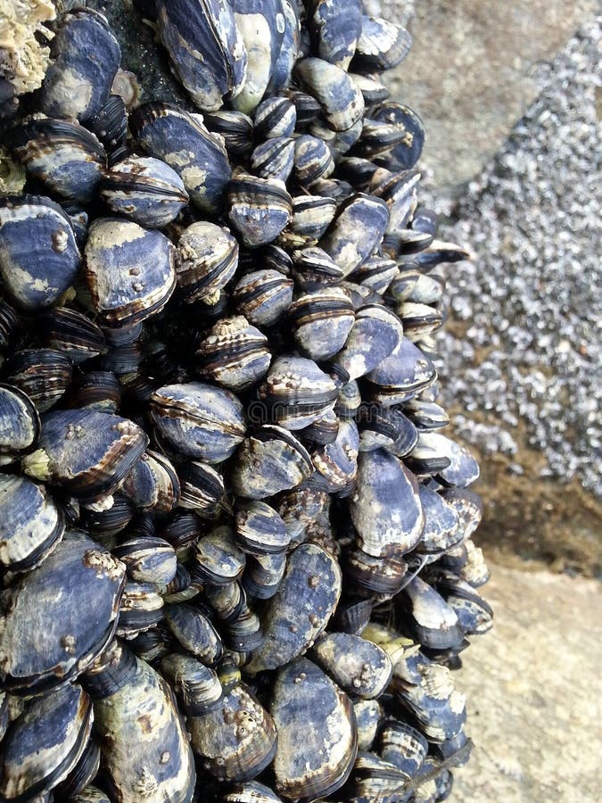 Clams on the rocks stock photo. Image of california, rocks - 56218012