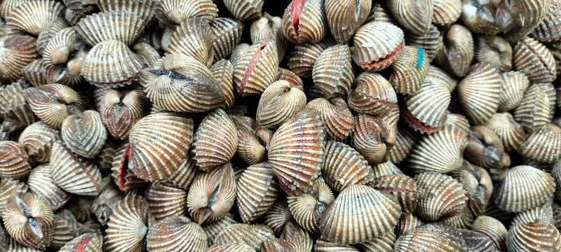 Clams shell seafood stock image. Image of seafood, clams - 322614941